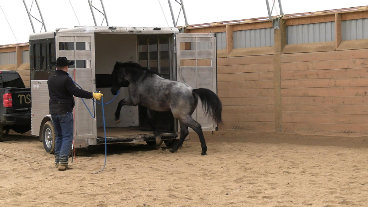 TRAILER LOADING COURSE ON VIDEO (USB) – Jason & Bronwyn Irwin Horsemanship